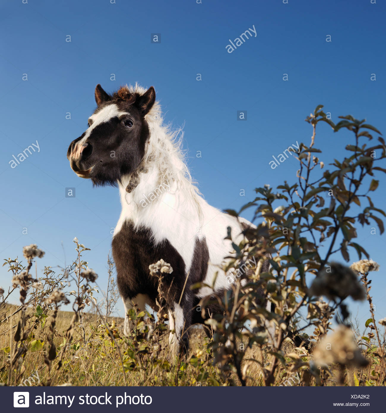 Falabella Miniature Horse Stock Photos & Falabella Miniature Horse ...