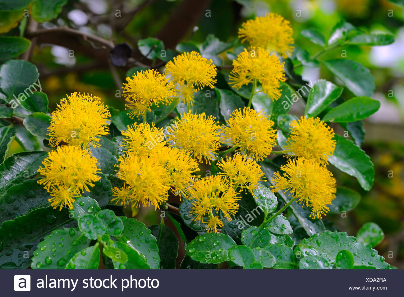 Azara Stock Photos & Azara Stock Images - Alamy