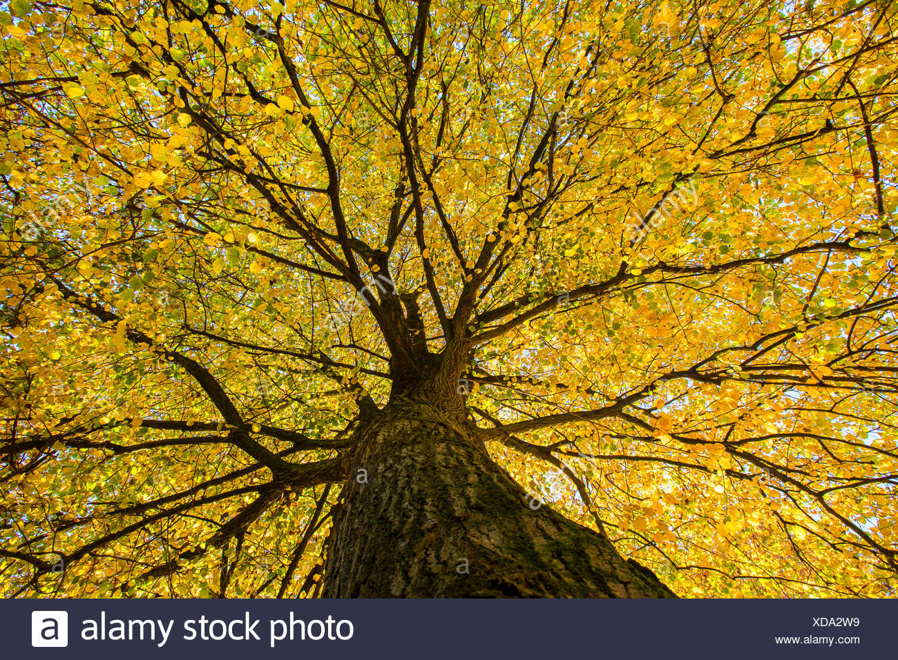 Linde Baum High Resolution Stock Photography and Images - Alamy