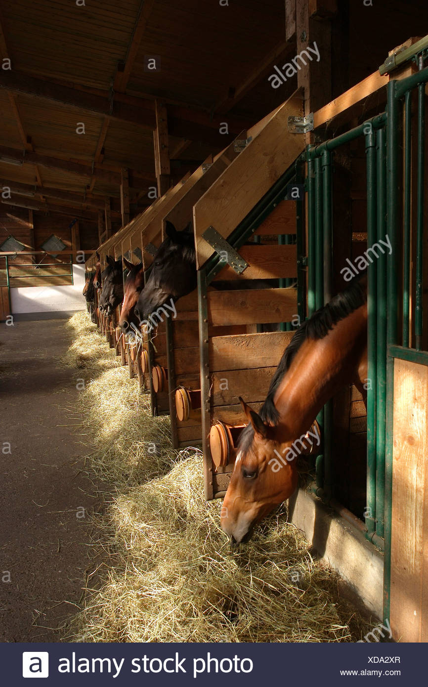 Inside Horse Stable High Resolution Stock Photography and Images - Alamy
