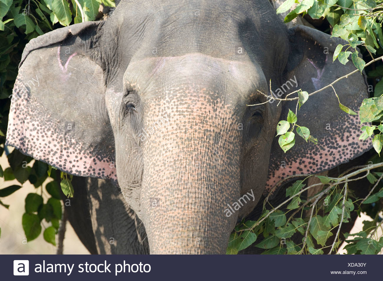 Tree Creatures High Resolution Stock Photography and Images - Alamy