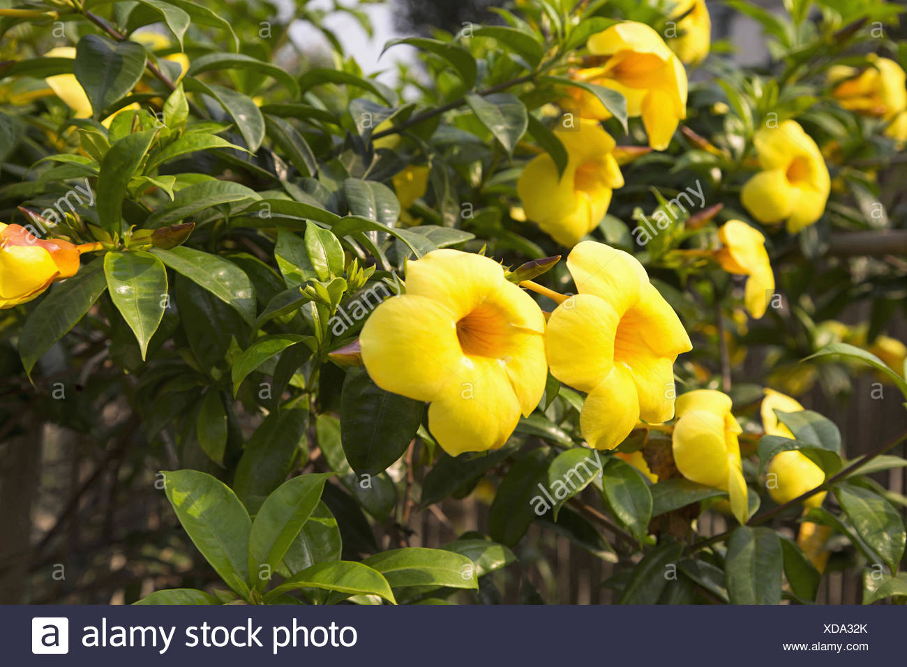 Flowers Of Assam High Resolution Stock Photography and Images - Alamy