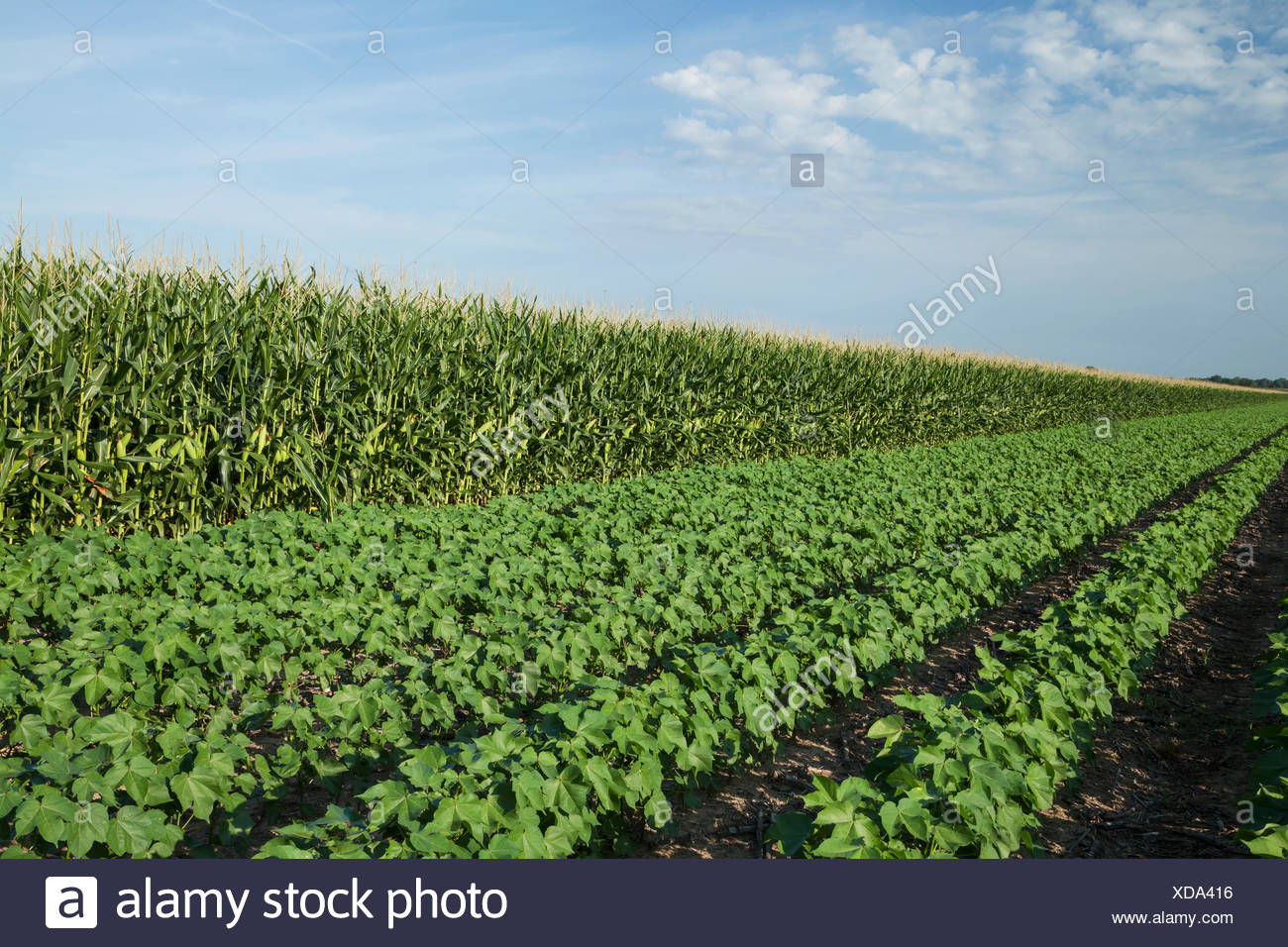 Arkansas Farm Stock Photos & Arkansas Farm Stock Images - Alamy