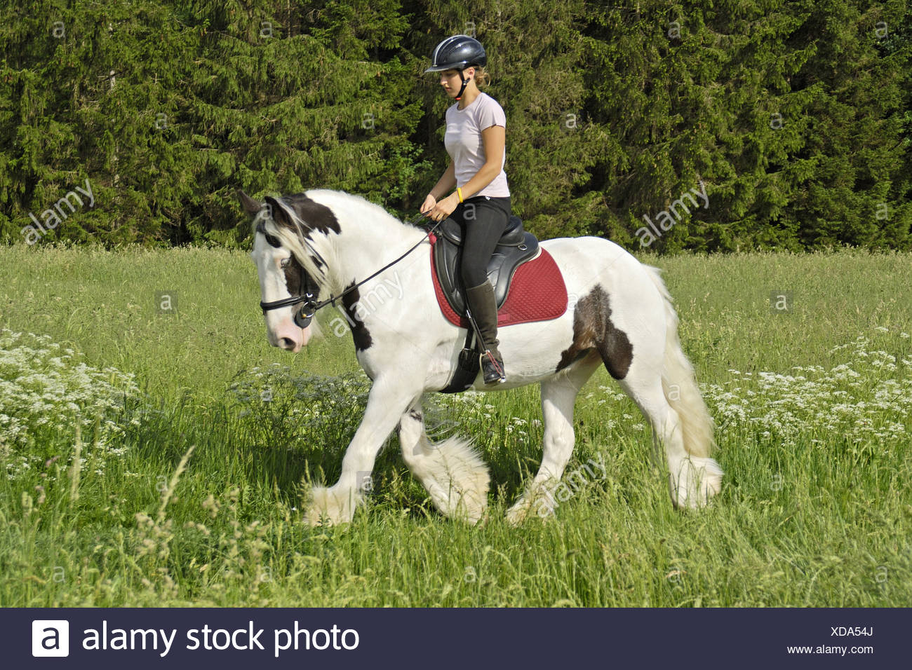 Irish Girl Riding Horse High Resolution Stock Photography and Images ...