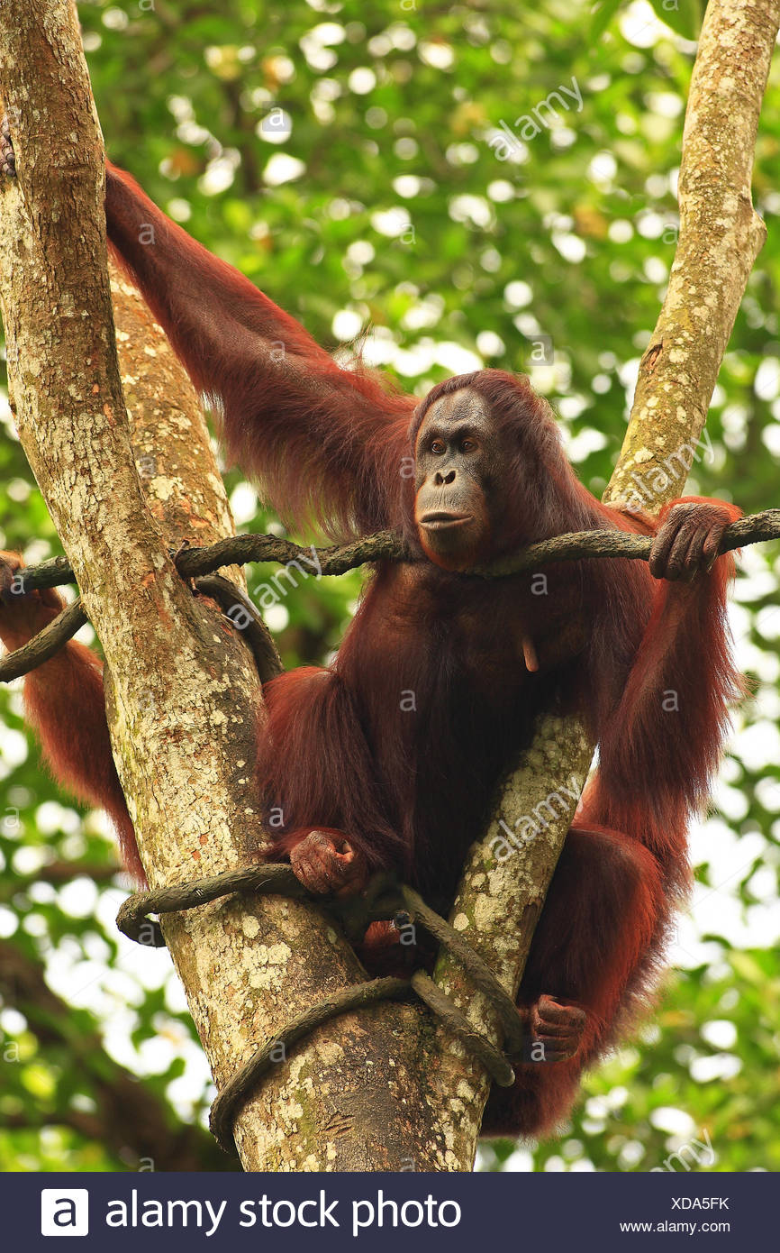 Ape To Man High Resolution Stock Photography and Images - Alamy