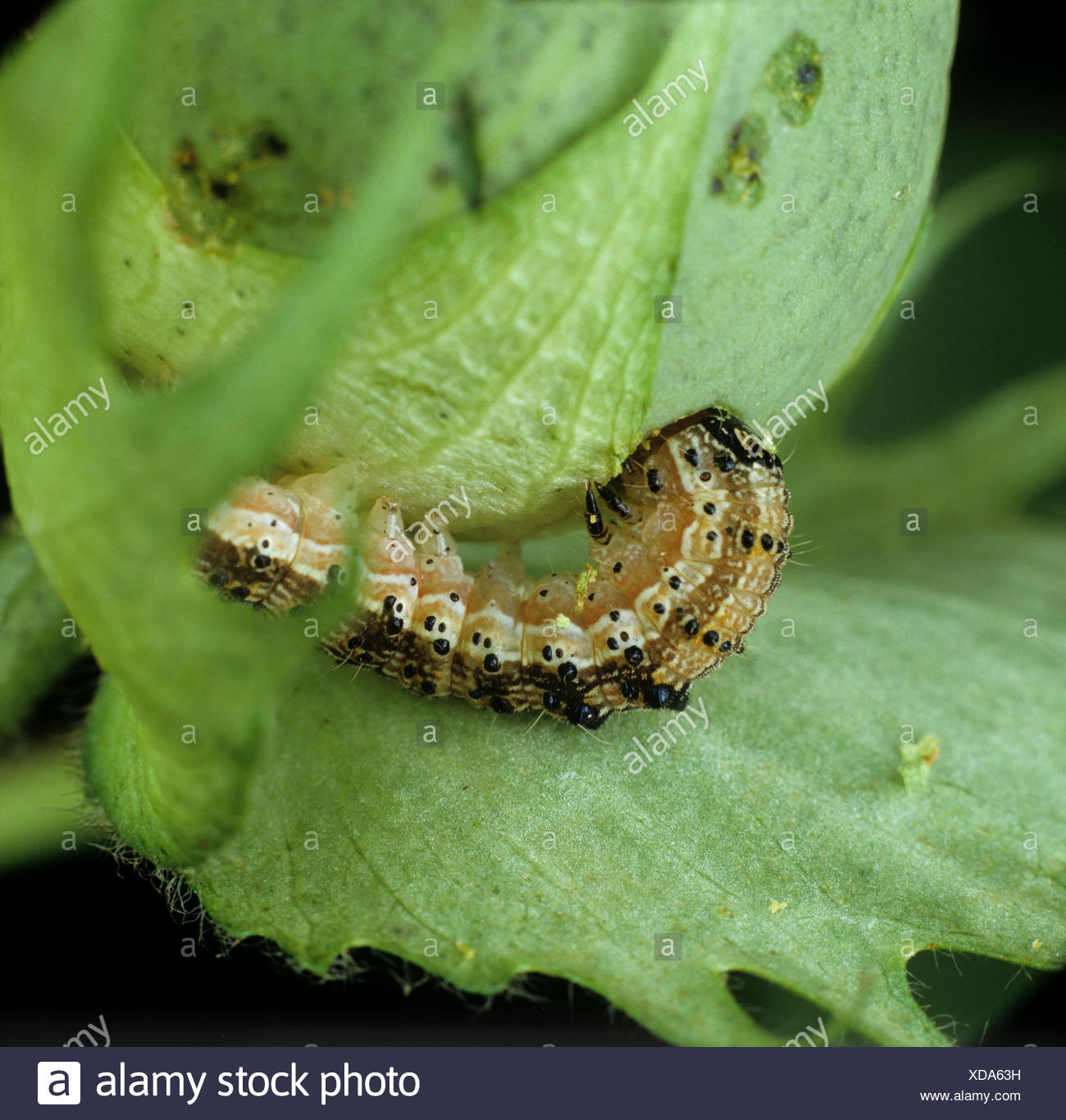 Budworm High Resolution Stock Photography and Images - Alamy