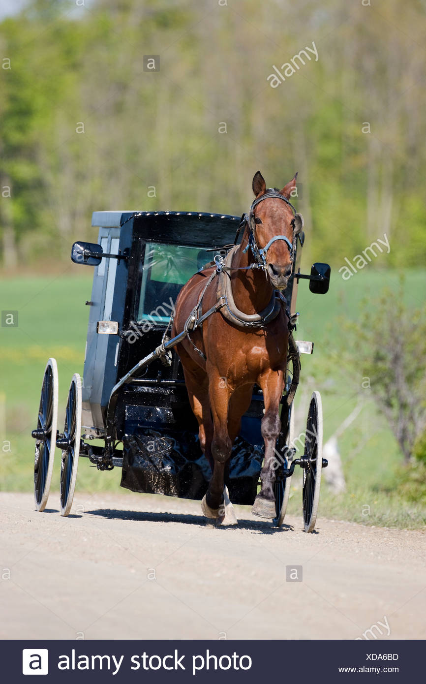 Mennonite Horse And Buggy High Resolution Stock Photography and Images ...