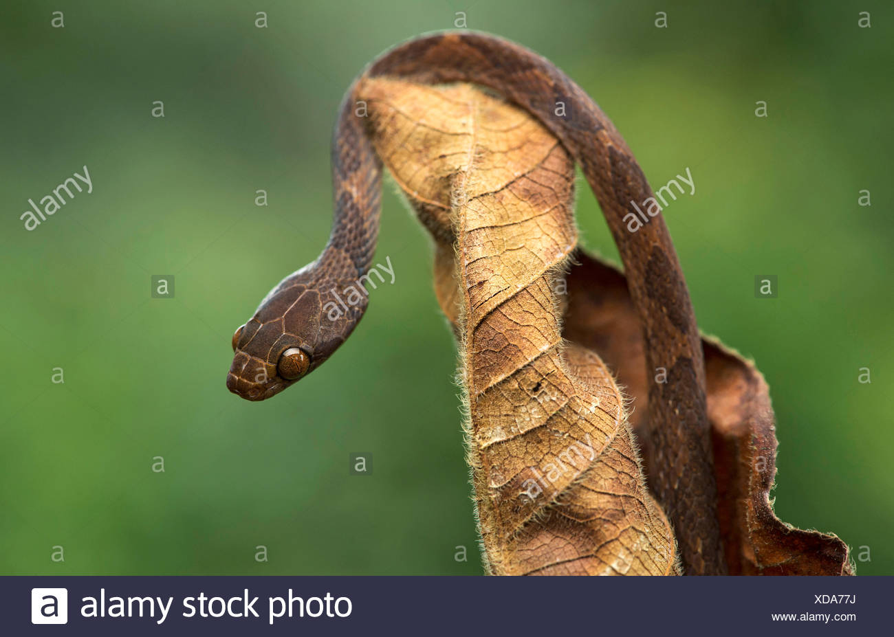 Rain Forest Snake Stock Photos & Rain Forest Snake Stock Images - Alamy