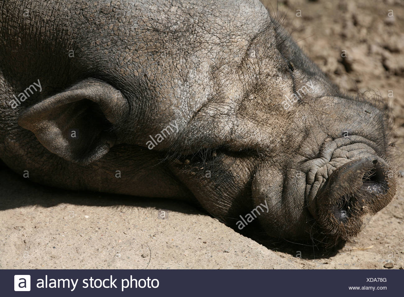 Hanging Belly High Resolution Stock Photography and Images - Alamy