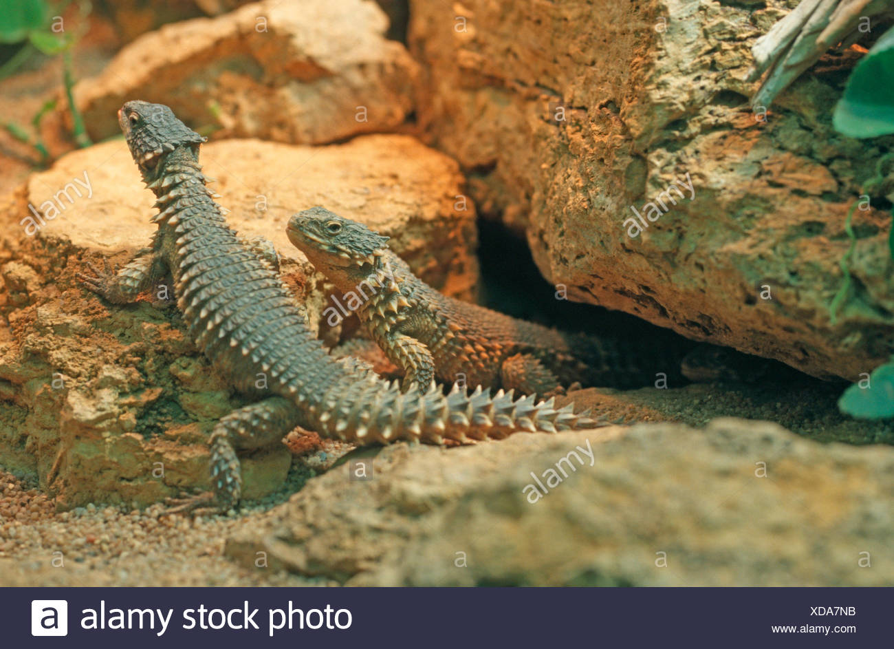 Giant Lizards Giant High Resolution Stock Photography and Images - Alamy