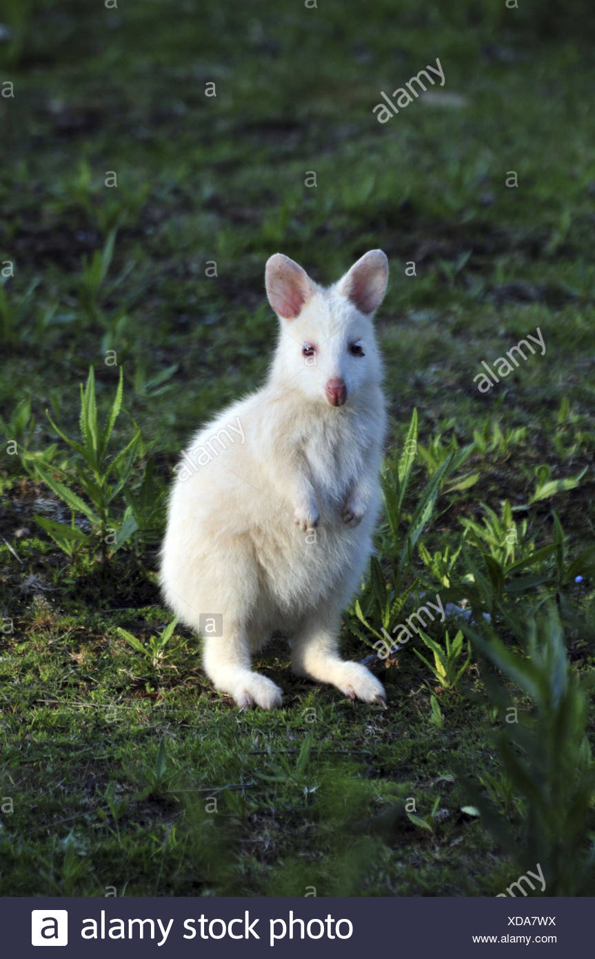 Wallaby High Resolution Stock Photography and Images - Alamy