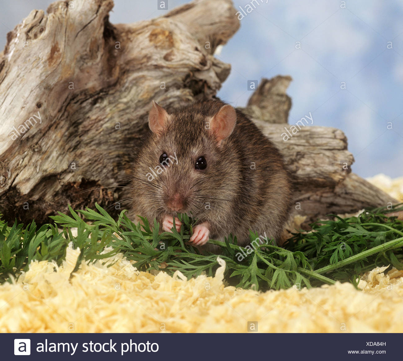 Root Rat Stock Photos & Root Rat Stock Images - Alamy