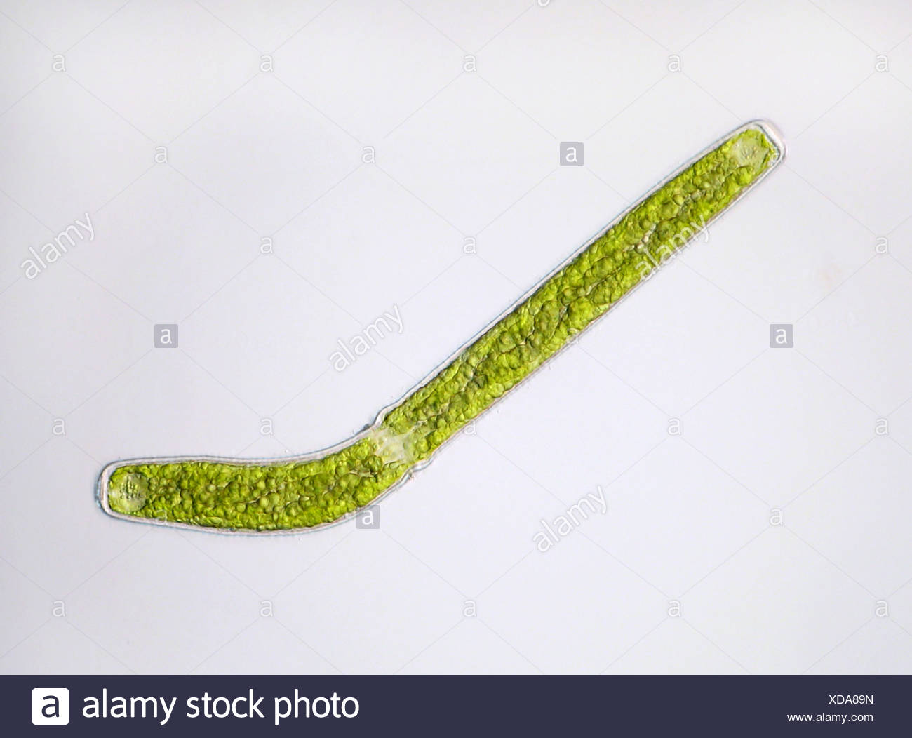 Wellmann High Resolution Stock Photography and Images - Alamy