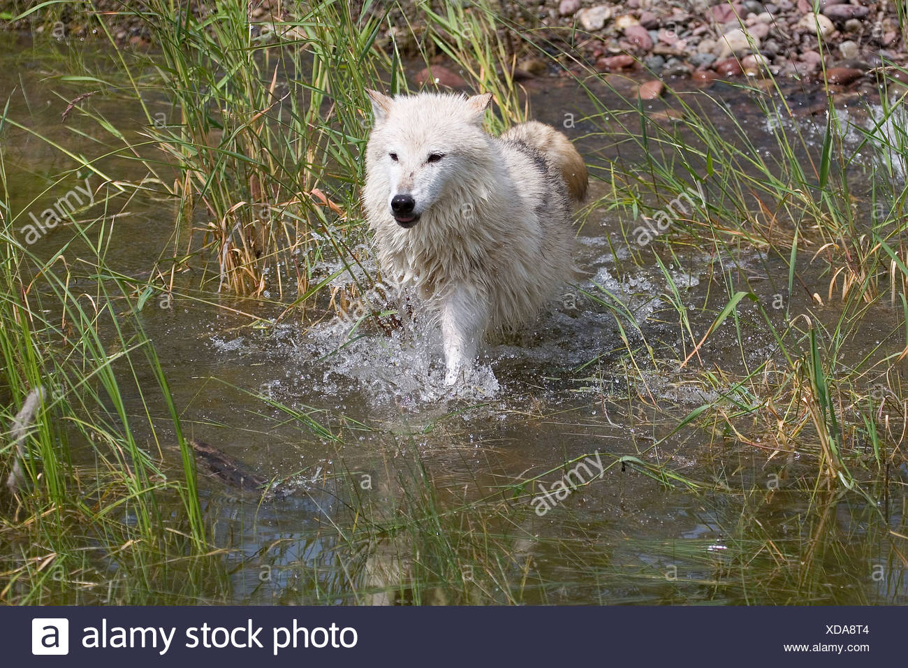Wet Wolf High Resolution Stock Photography and Images - Alamy