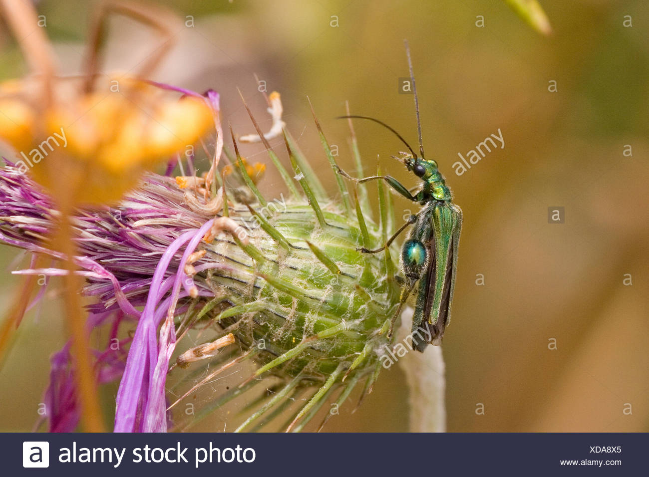 False Blister Beetles High Resolution Stock Photography and Images - Alamy