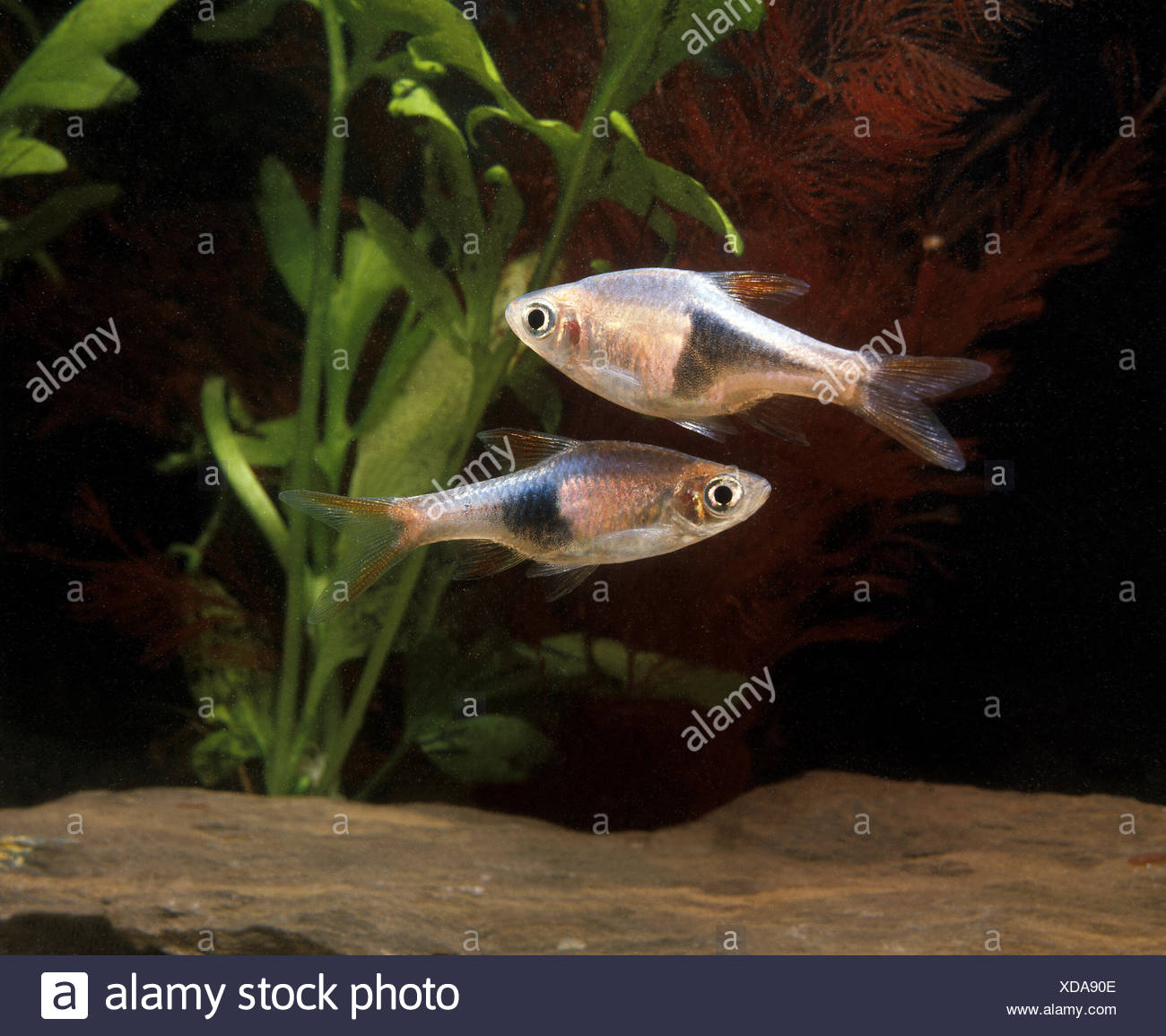 Harlequin Rasboras High Resolution Stock Photography and Images - Alamy