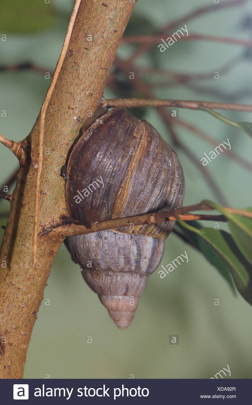 Achatina Achatina African Giant Snail High Resolution Stock Photography ...