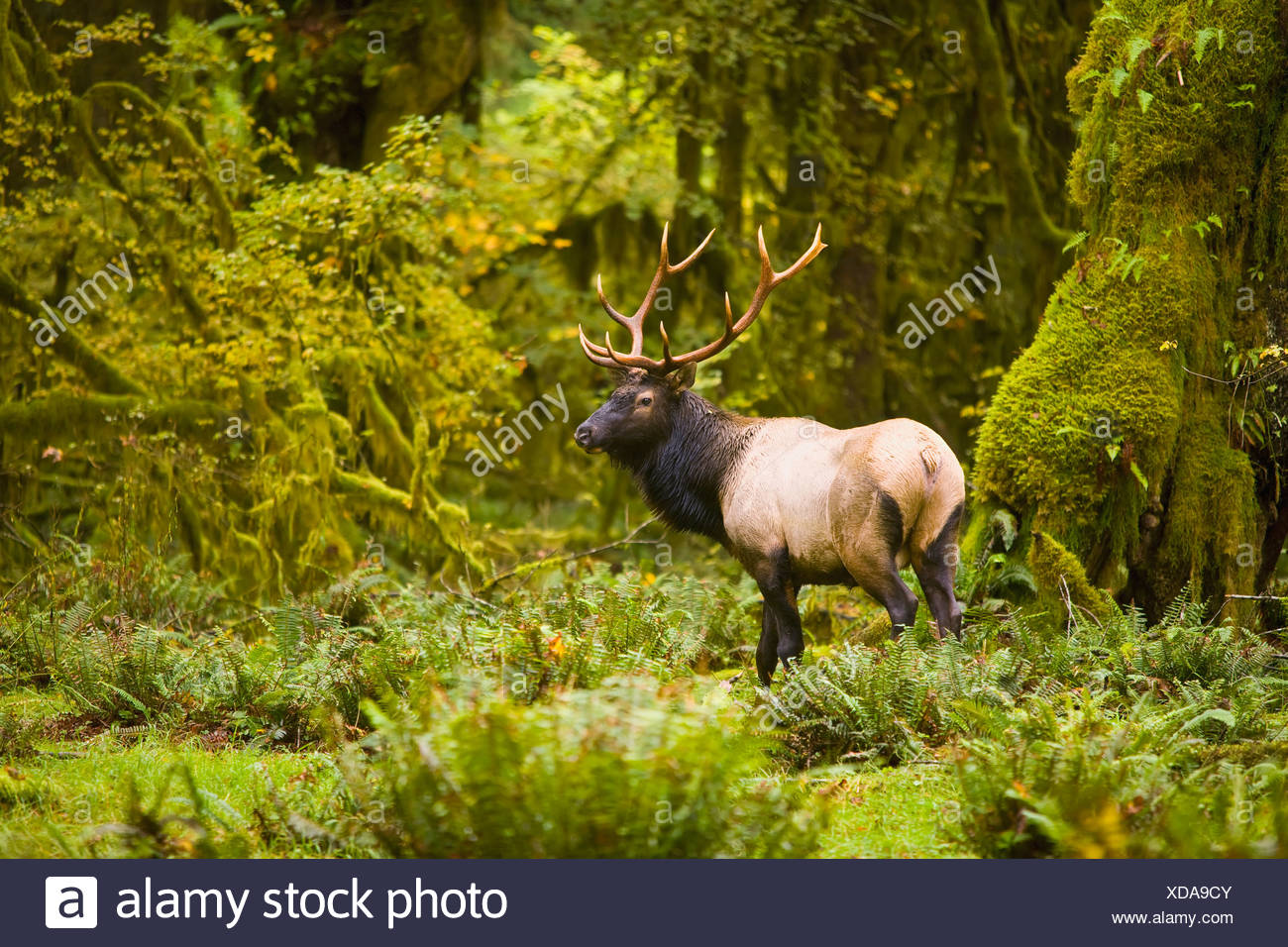 Roosevelt Elk Olympic National Park High Resolution Stock Photography ...