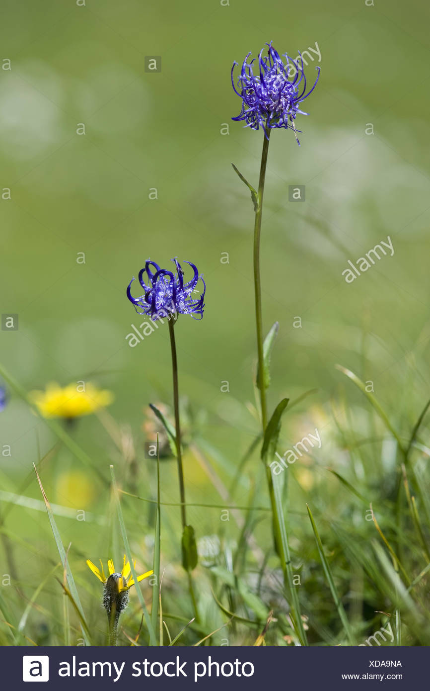 Rampion High Resolution Stock Photography and Images - Alamy