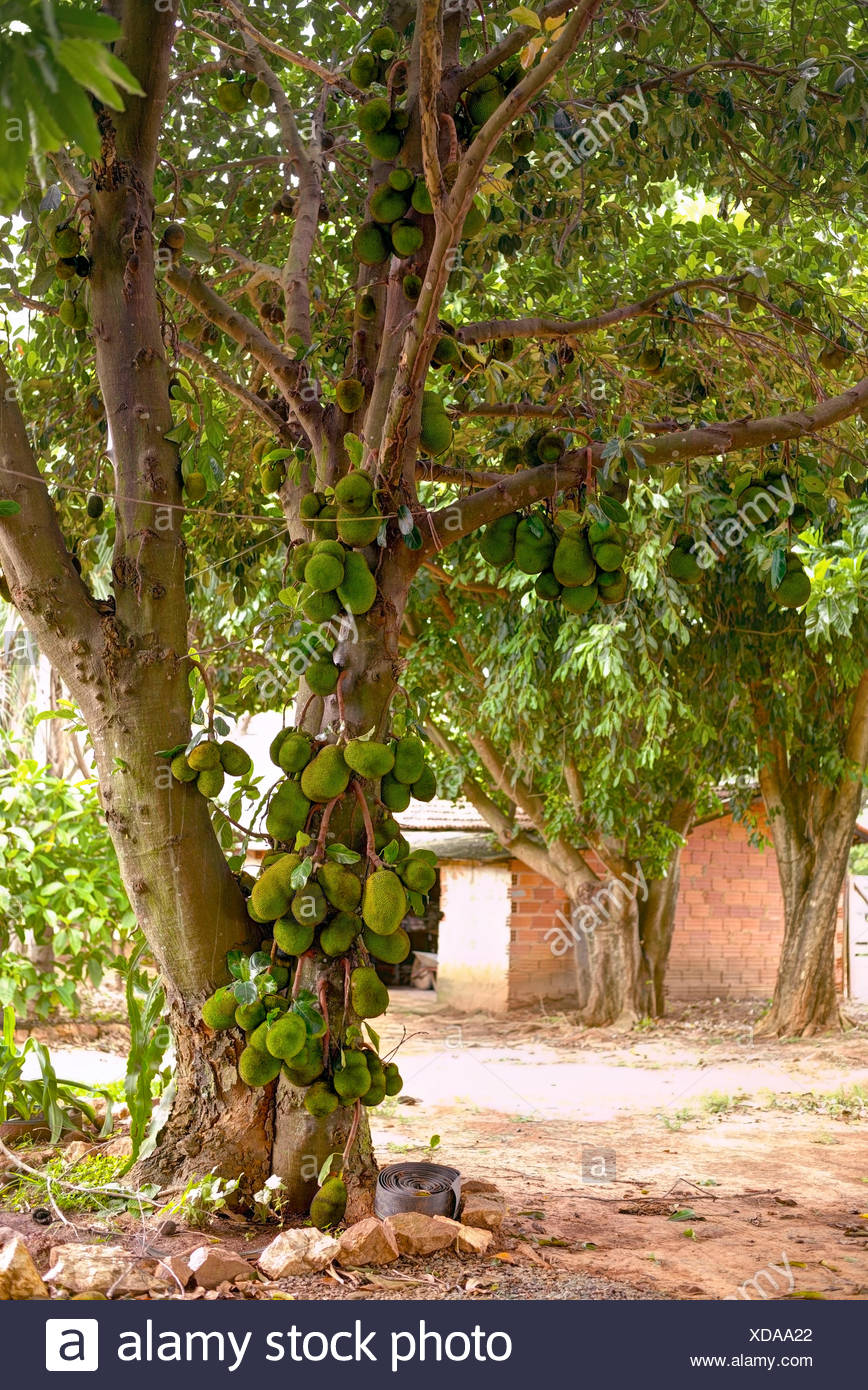 Jackfruit Tree High Resolution Stock Photography and Images - Alamy