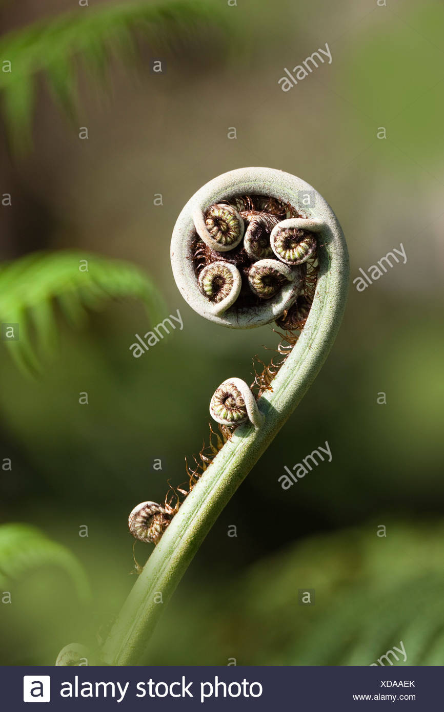 Uncurling Leaves High Resolution Stock Photography and Images - Alamy