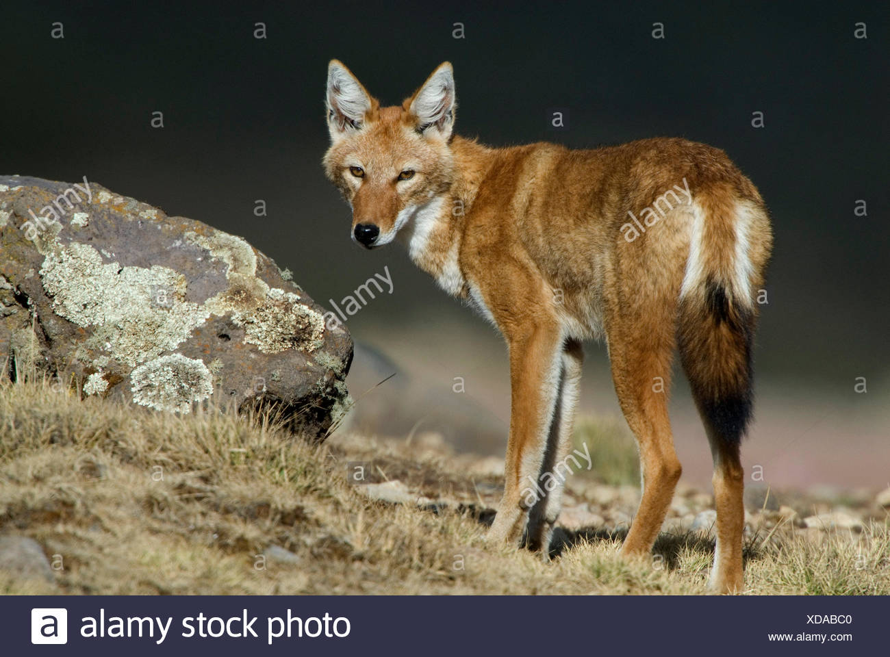 Ethiopian Abyssinian Stock Photos & Ethiopian Abyssinian Stock Images ...