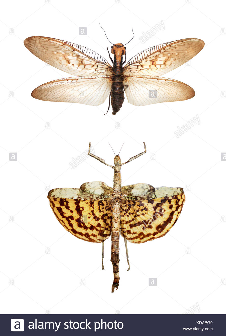 Unusual Insects High Resolution Stock Photography and Images - Alamy