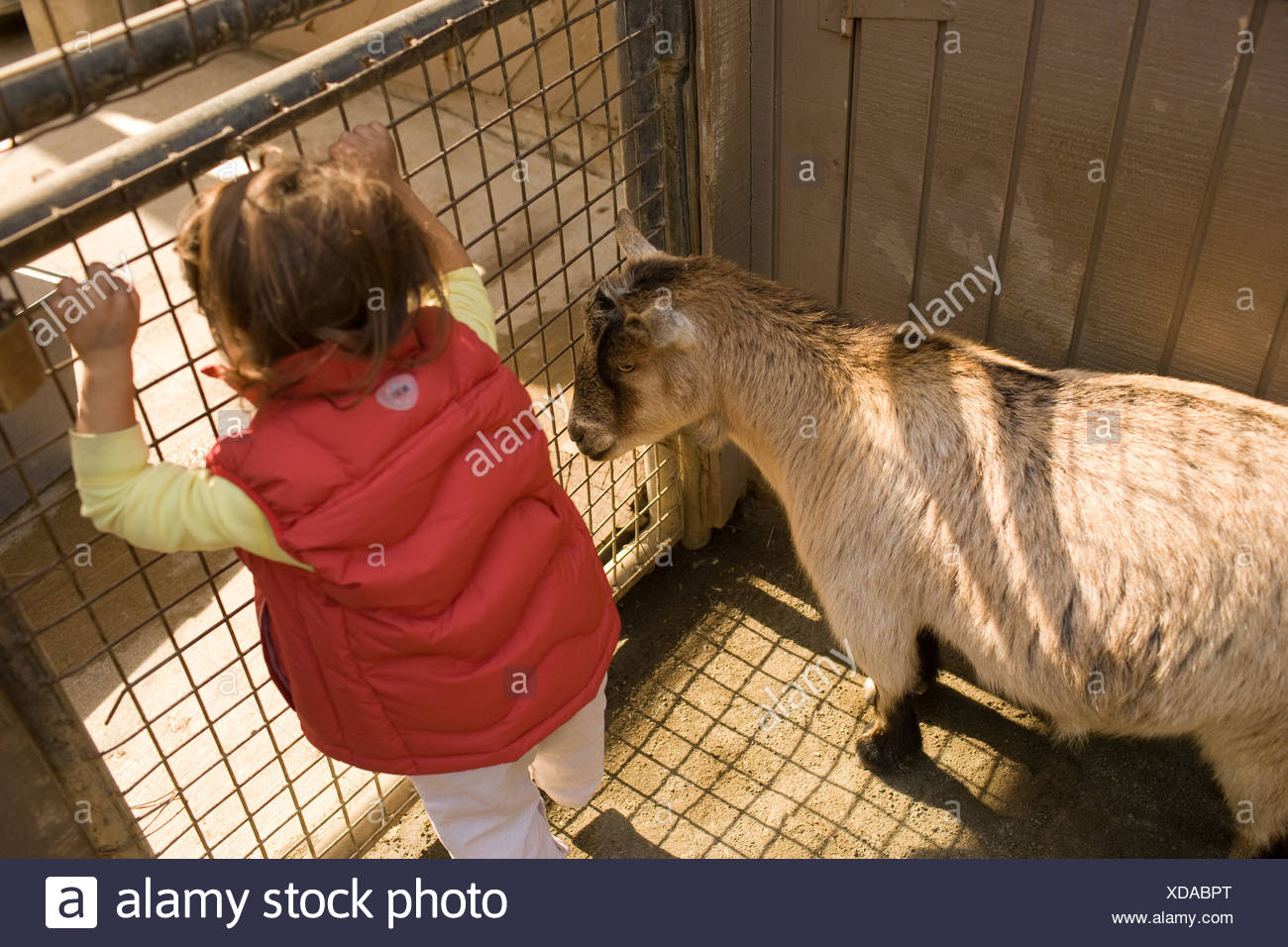 Girl With Goat High Resolution Stock Photography and Images - Alamy