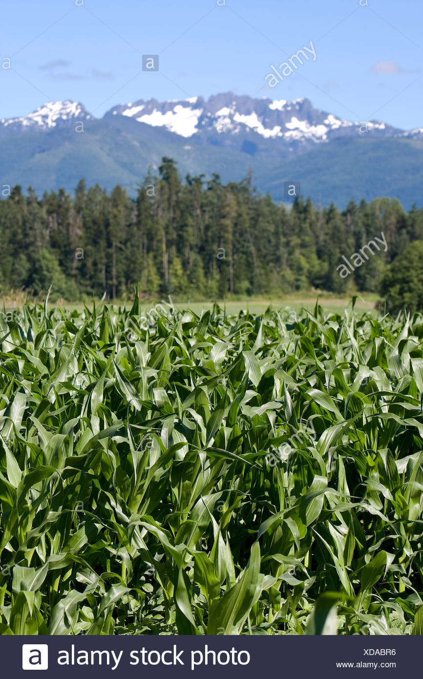 Arrowsmith Range High Resolution Stock Photography and Images - Alamy
