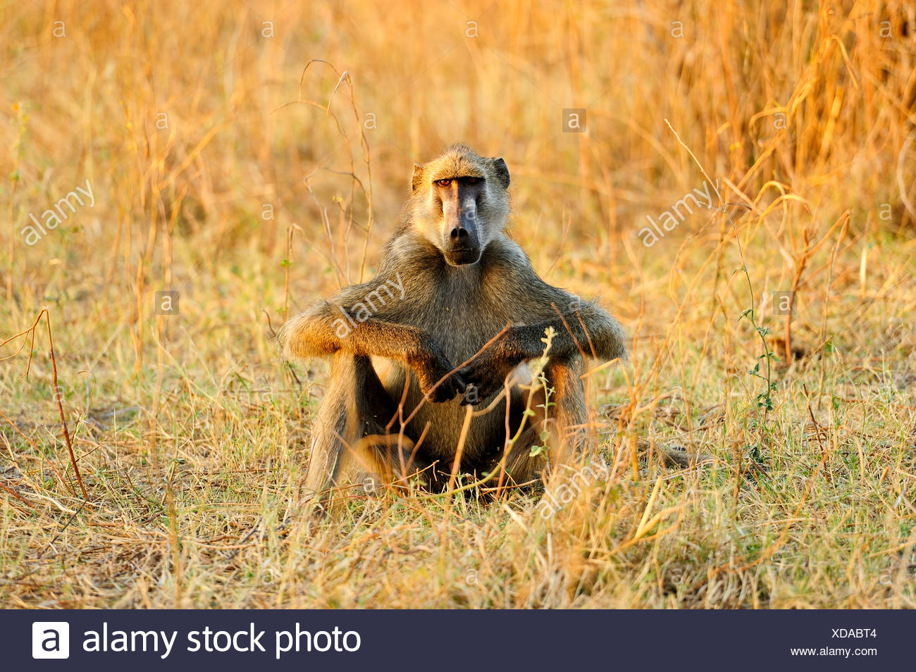 Baboons And Africa Stock Photos & Baboons And Africa Stock Images - Alamy