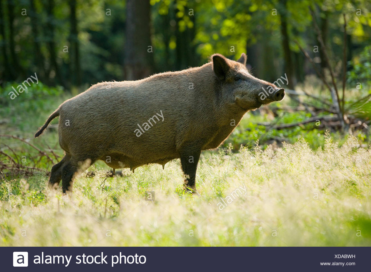 Full Udder Stock Photos & Full Udder Stock Images - Alamy