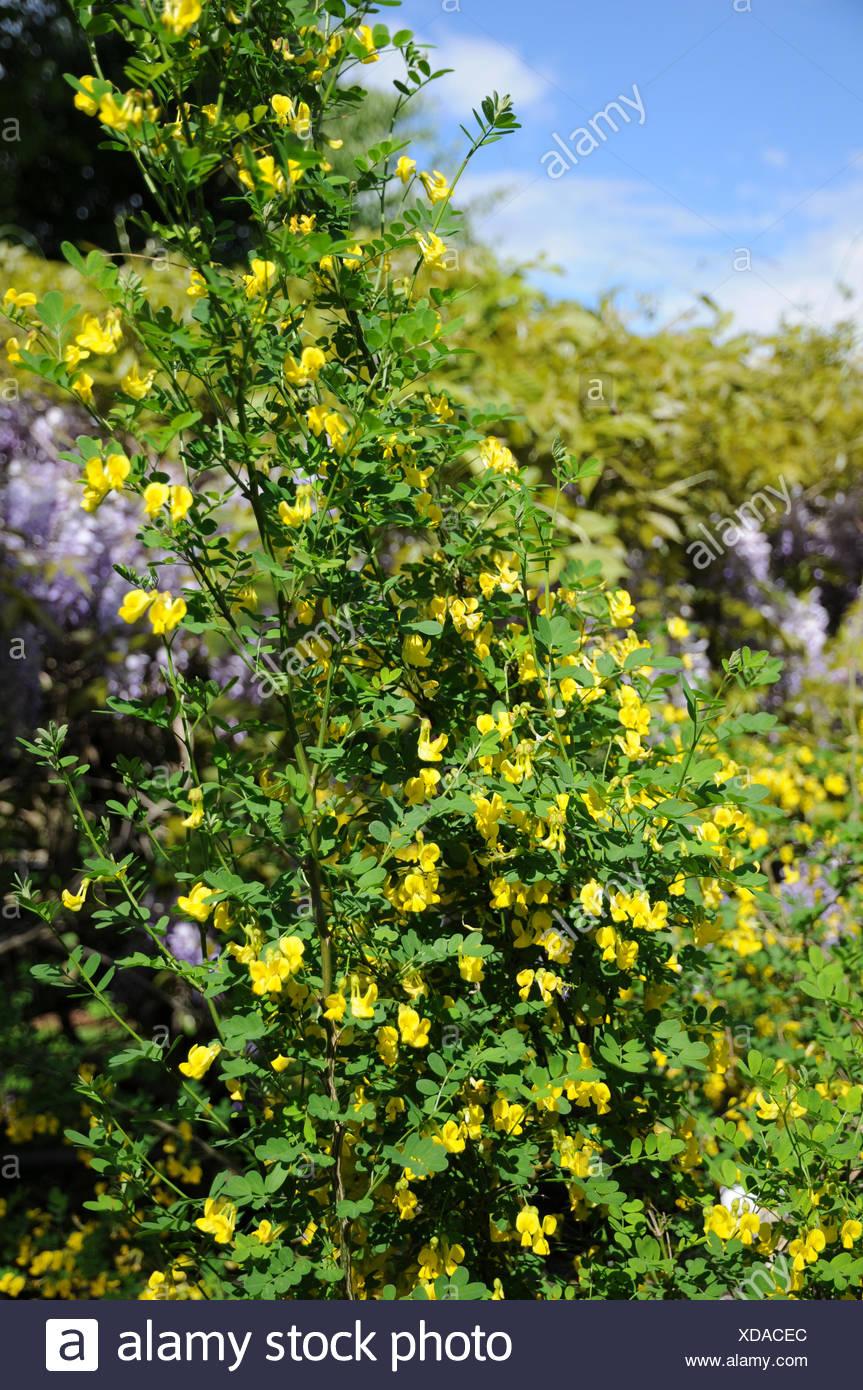 Yellow Crown Vetch High Resolution Stock Photography and Images - Alamy