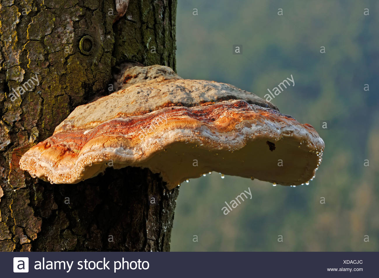 Red Belt High Resolution Stock Photography and Images - Alamy