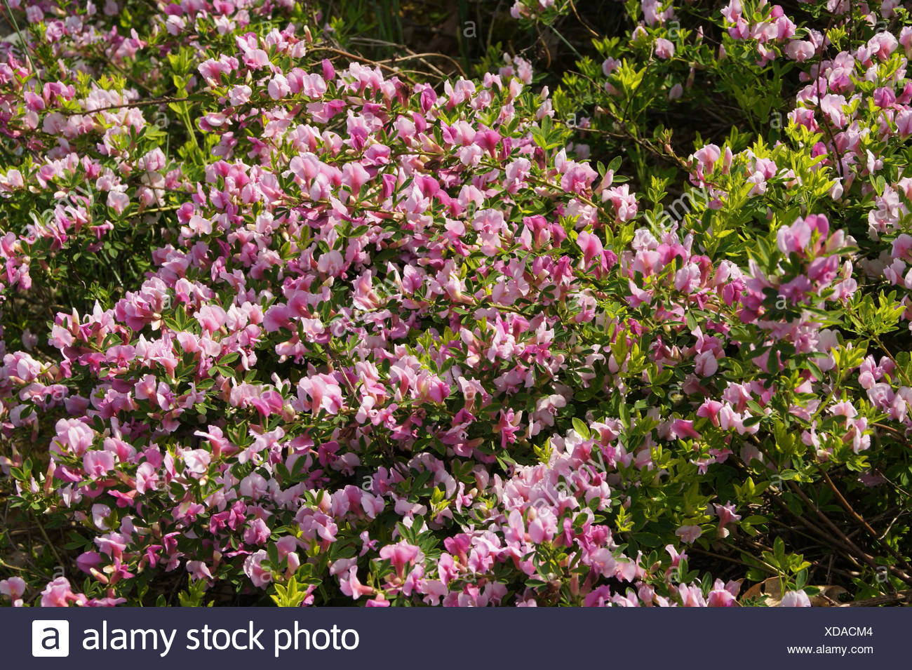 Roter Ginster High Resolution Stock Photography and Images - Alamy