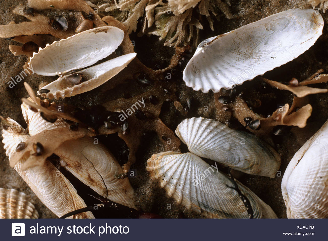Pholadiformis High Resolution Stock Photography and Images - Alamy