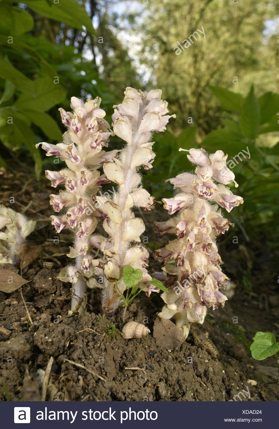 Lathraea High Resolution Stock Photography and Images - Alamy