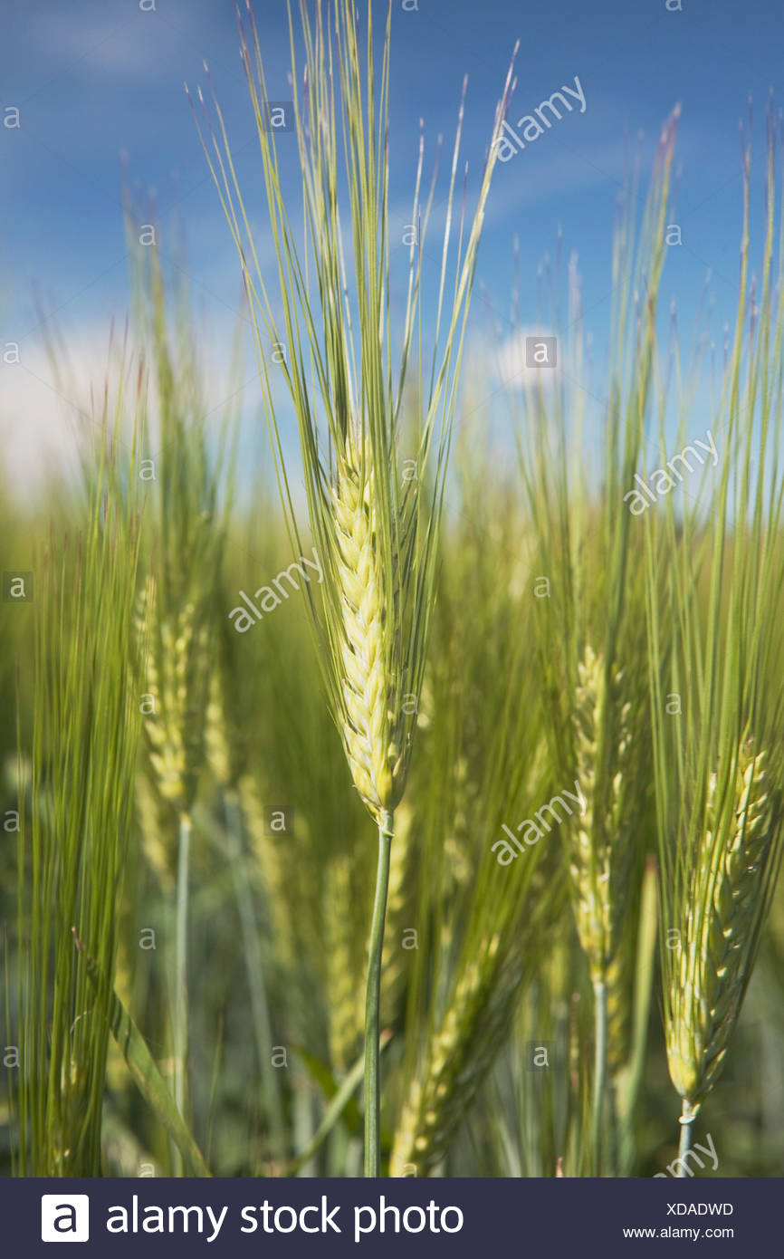 Heads Of Grain High Resolution Stock Photography and Images - Alamy