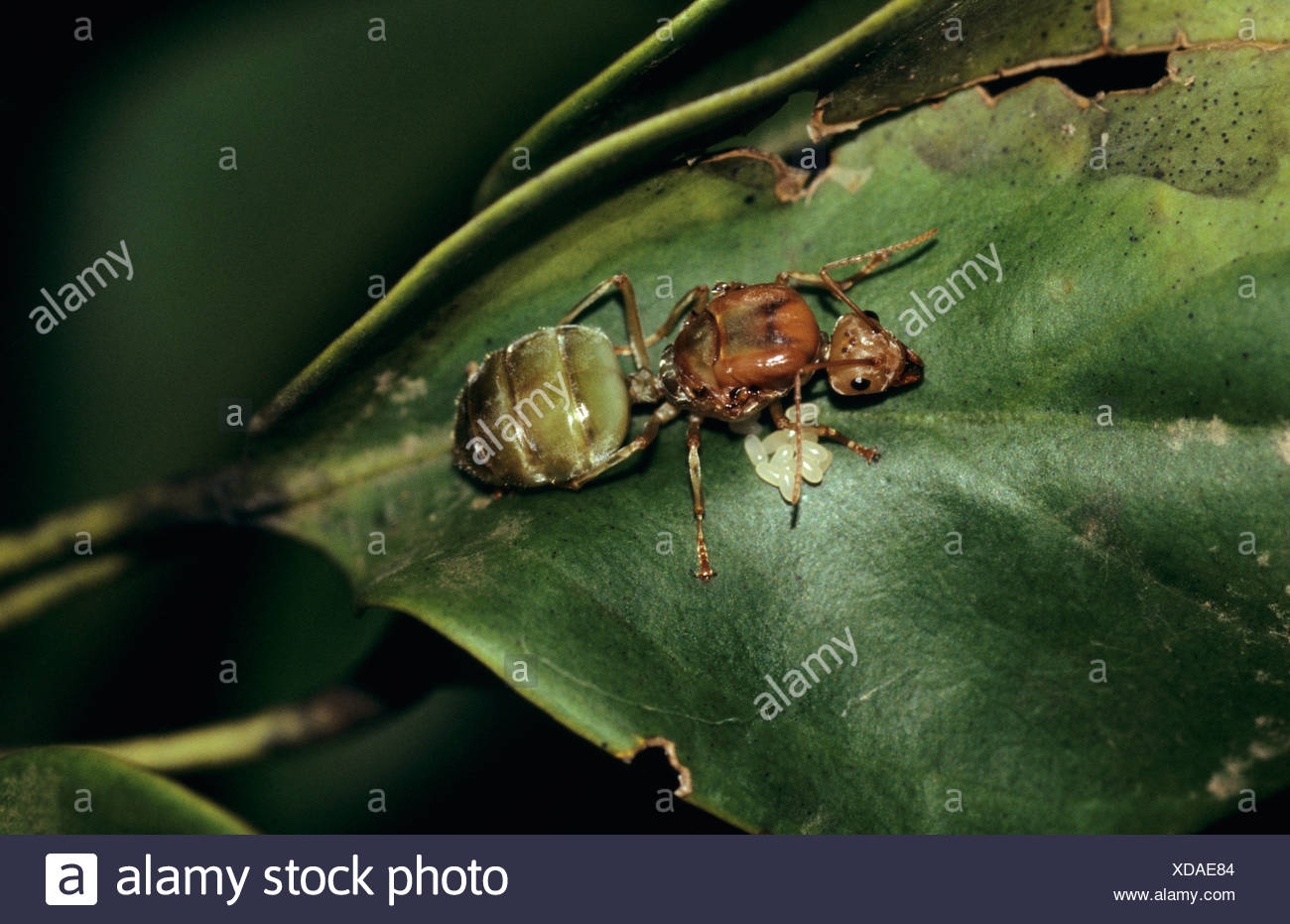 Tailor Ant High Resolution Stock Photography and Images - Alamy