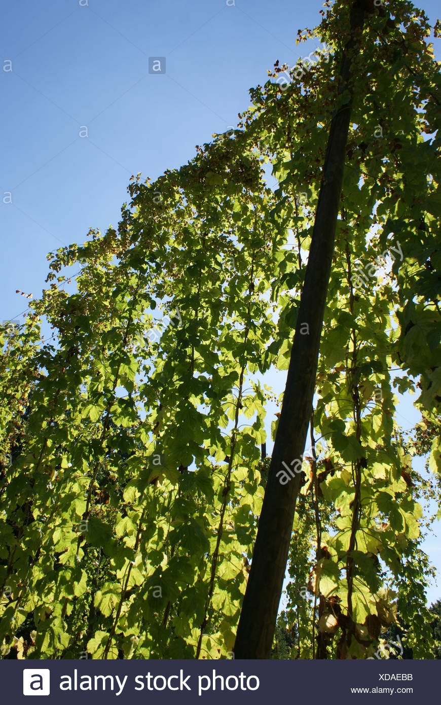 Hopfenzapfen High Resolution Stock Photography and Images - Alamy