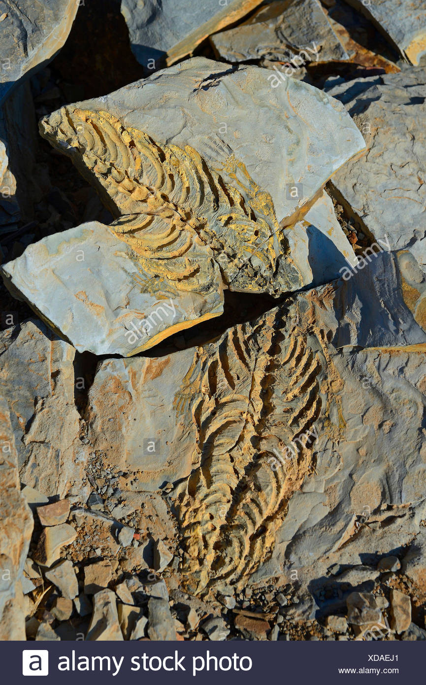 Mesosaurus Fossils High Resolution Stock Photography and Images - Alamy