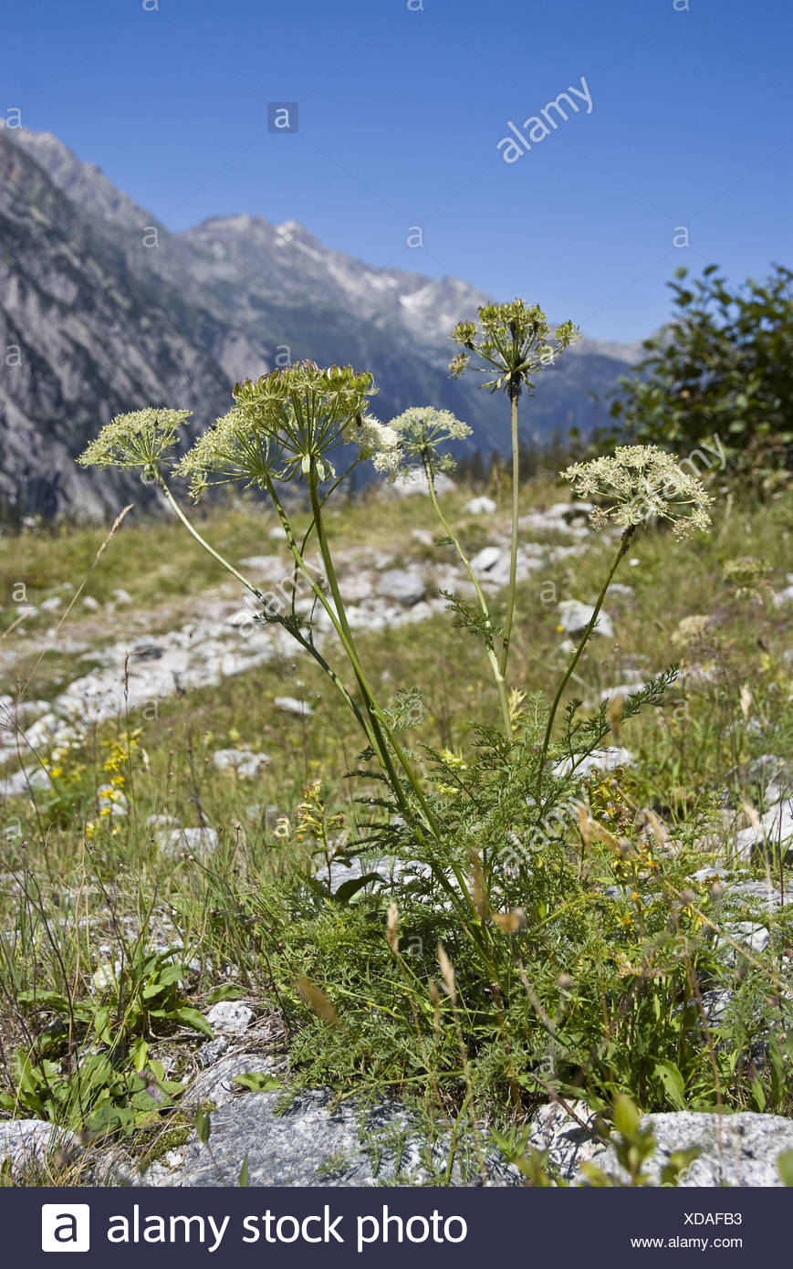 Laserpitium Halleri High Resolution Stock Photography and Images - Alamy