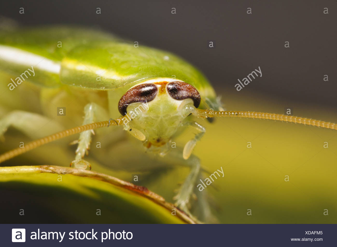 Cockroach Uk High Resolution Stock Photography and Images - Alamy