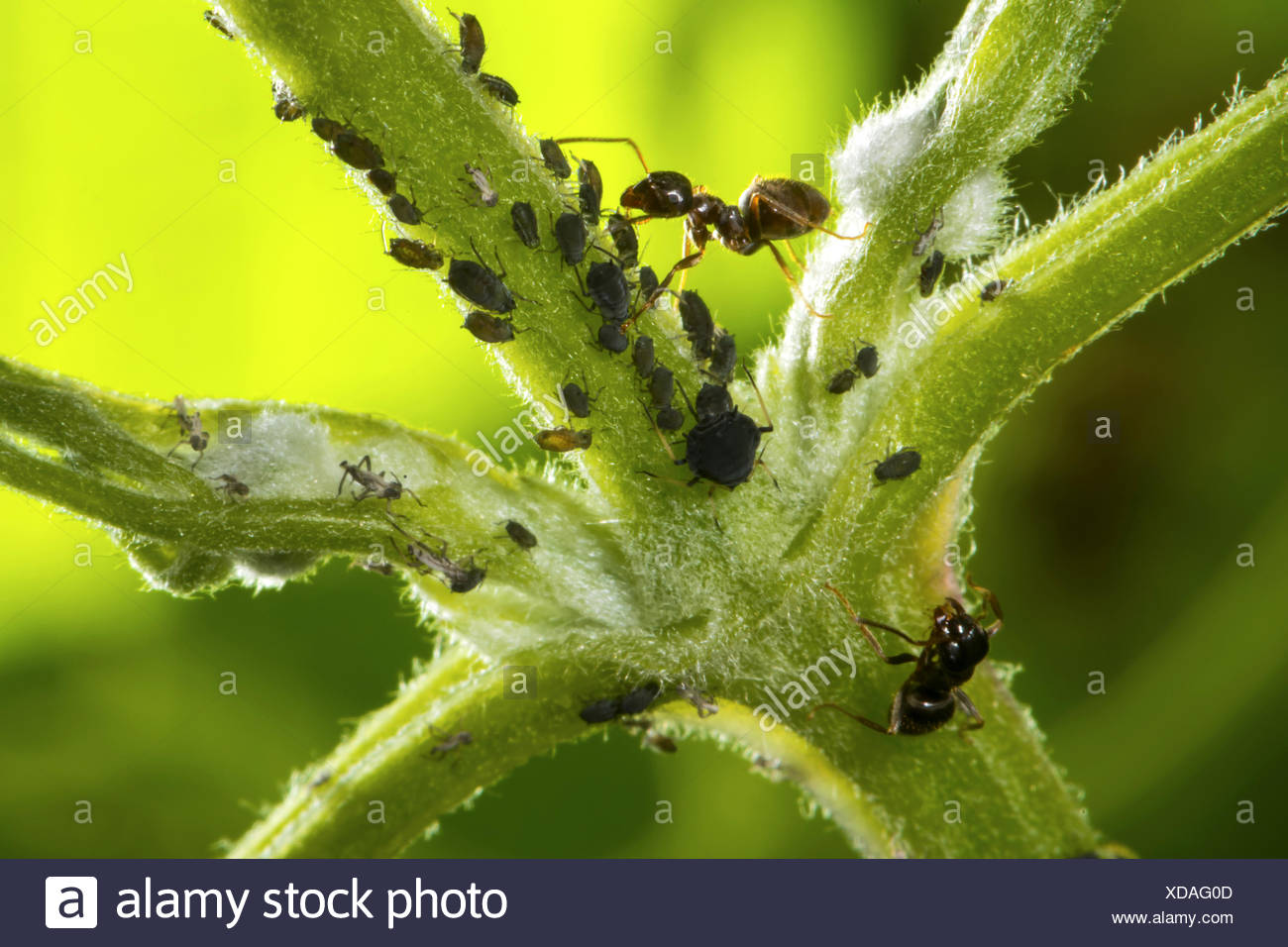 Ants Milking Aphids Stock Photos & Ants Milking Aphids Stock Images - Alamy