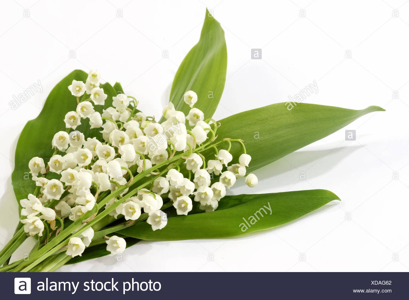 Mayflowers High Resolution Stock Photography and Images - Alamy