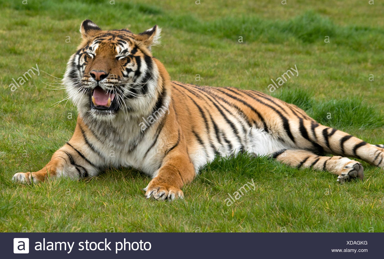 Tiger Panting High Resolution Stock Photography and Images - Alamy
