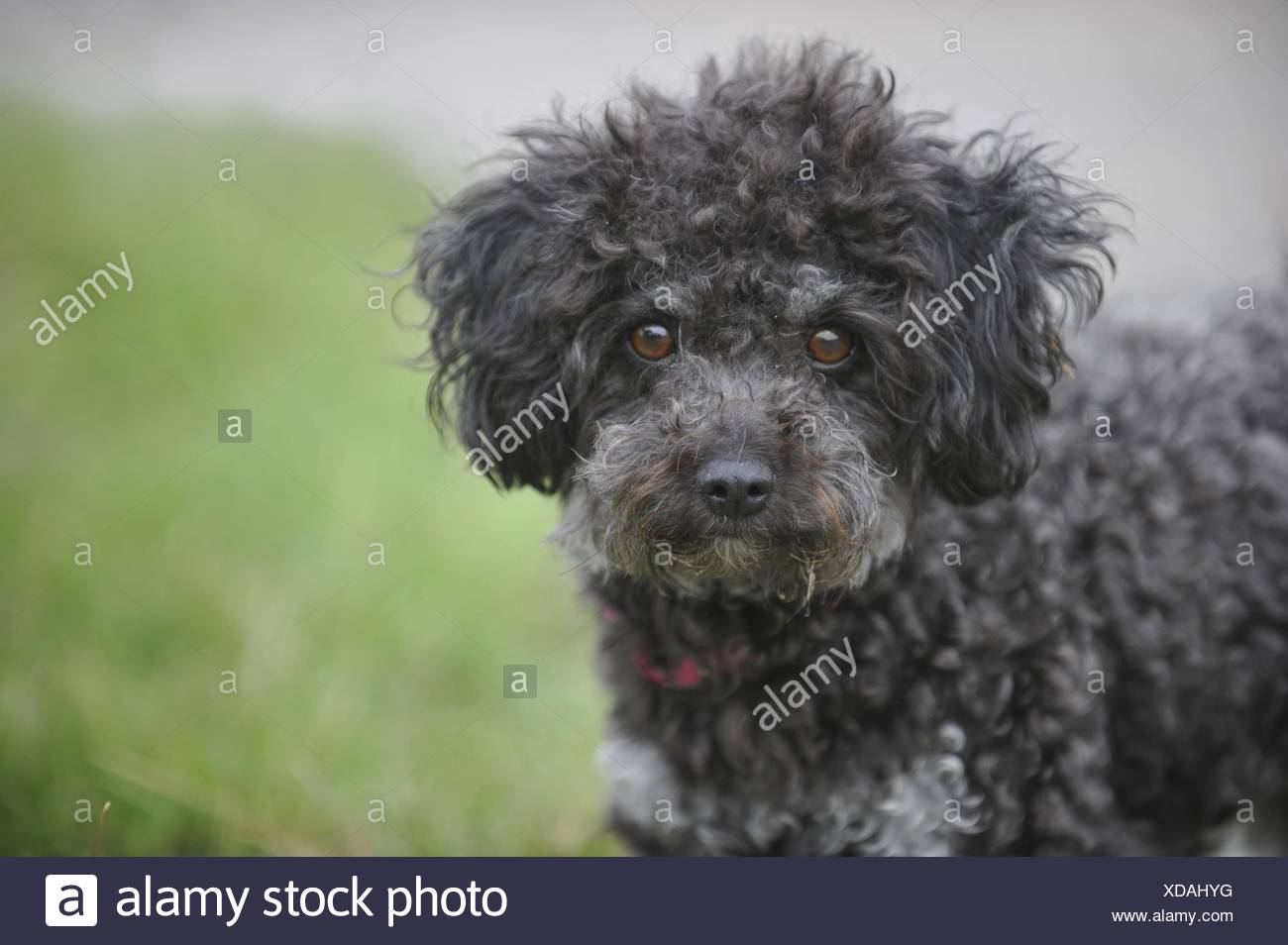Bolonka Zwetna Tsvetnaya Bolonka High Resolution Stock Photography and ...