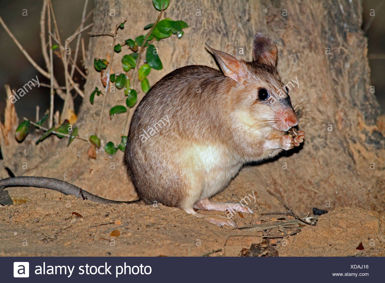 Rat Islands High Resolution Stock Photography and Images - Alamy
