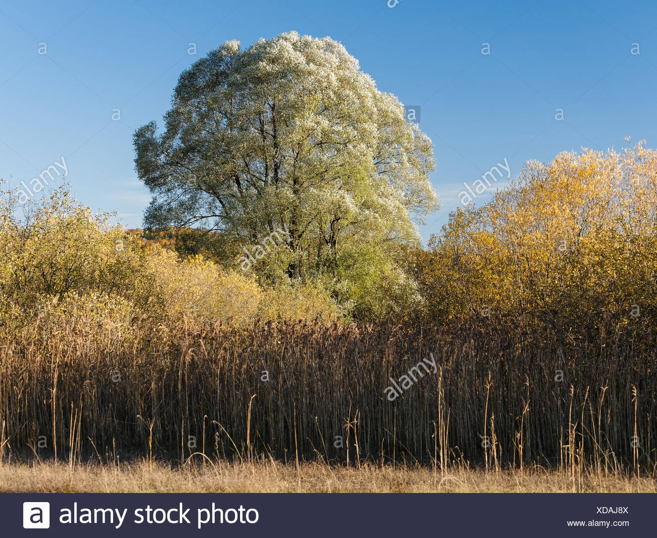 White Willow Stock Photos & White Willow Stock Images - Alamy