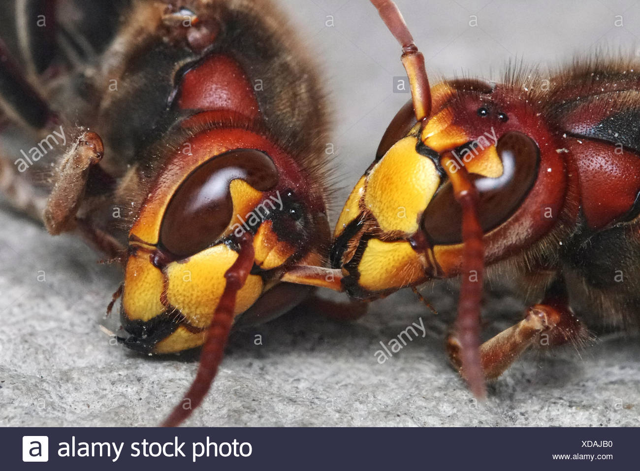 Hornets Stock Photos & Hornets Stock Images - Alamy