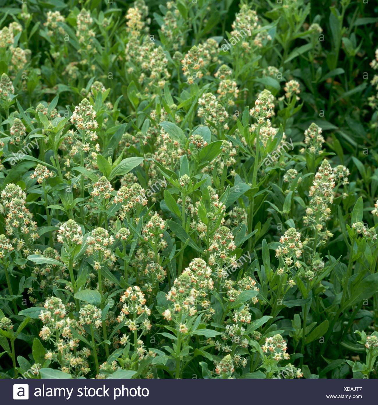 Reseda Odorata High Resolution Stock Photography and Images - Alamy
